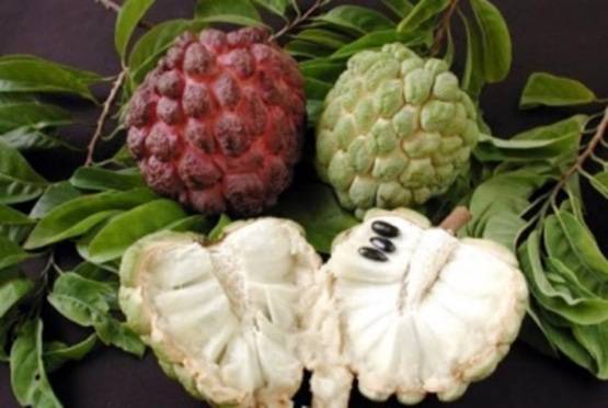 सेहत के लिए वरदान है शरीफा, जानें हैरान कर देने वाले फायदे! - Lifestyle ...