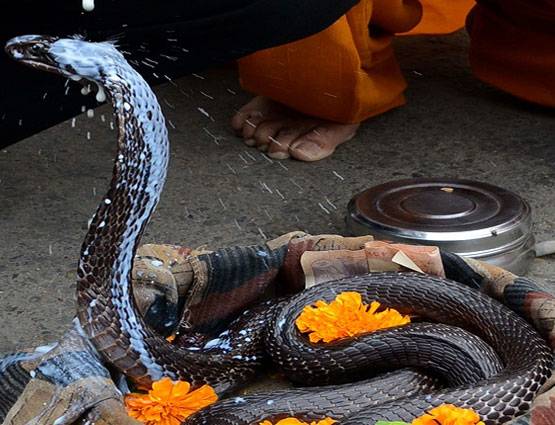नागपंचमी पर क्यों होती है सांपों की पूजा, जानें क्या है पूजा की सही ...
