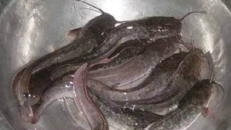 अगर खाते हैं ये मछली तो हो जाएं सावधान, जा सकती है जान - Trending AajTak