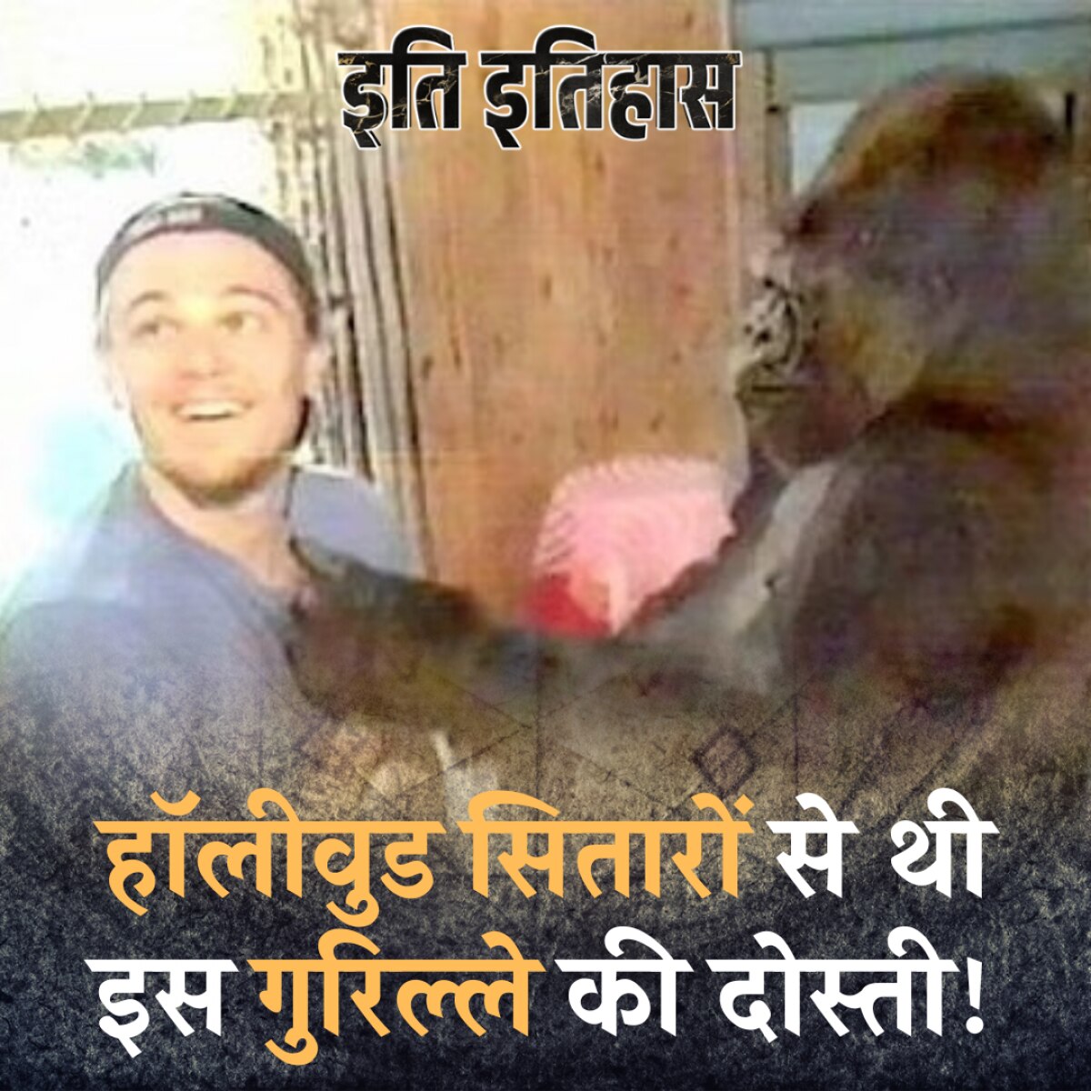 पेंटिंग, गिटार का शौक़ और इंसानों से बात करने वाला 'कोको द गुरिल्ला ...