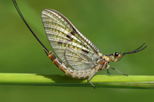भारत में मेफ्लाई की नई प्रजाति मिली - new species of mayfly found in ...