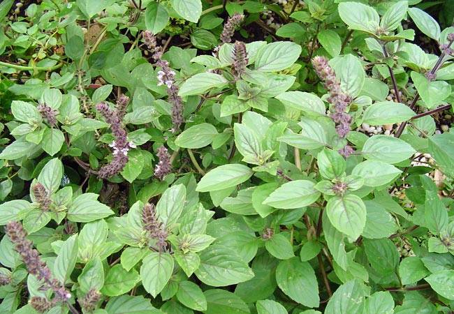 Health Benefits Of Basil Health Benefits Of Basil