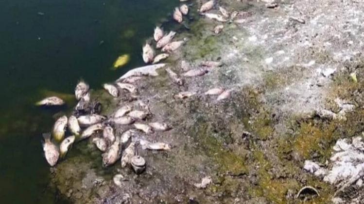 जहरीला हुआ झारखंड का एक तालाब, मरने लगीं मछलियां - Jharkhand Palamu ...