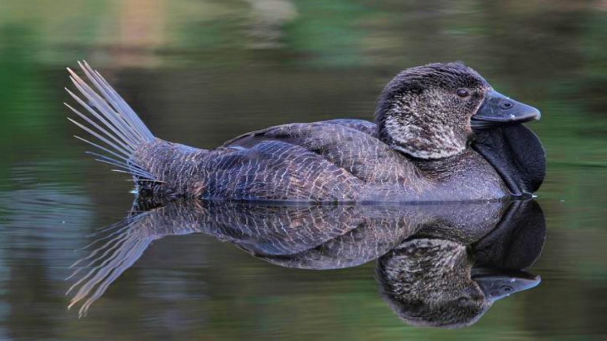 You Bloody Fool Birds you-bloody-fool-birds