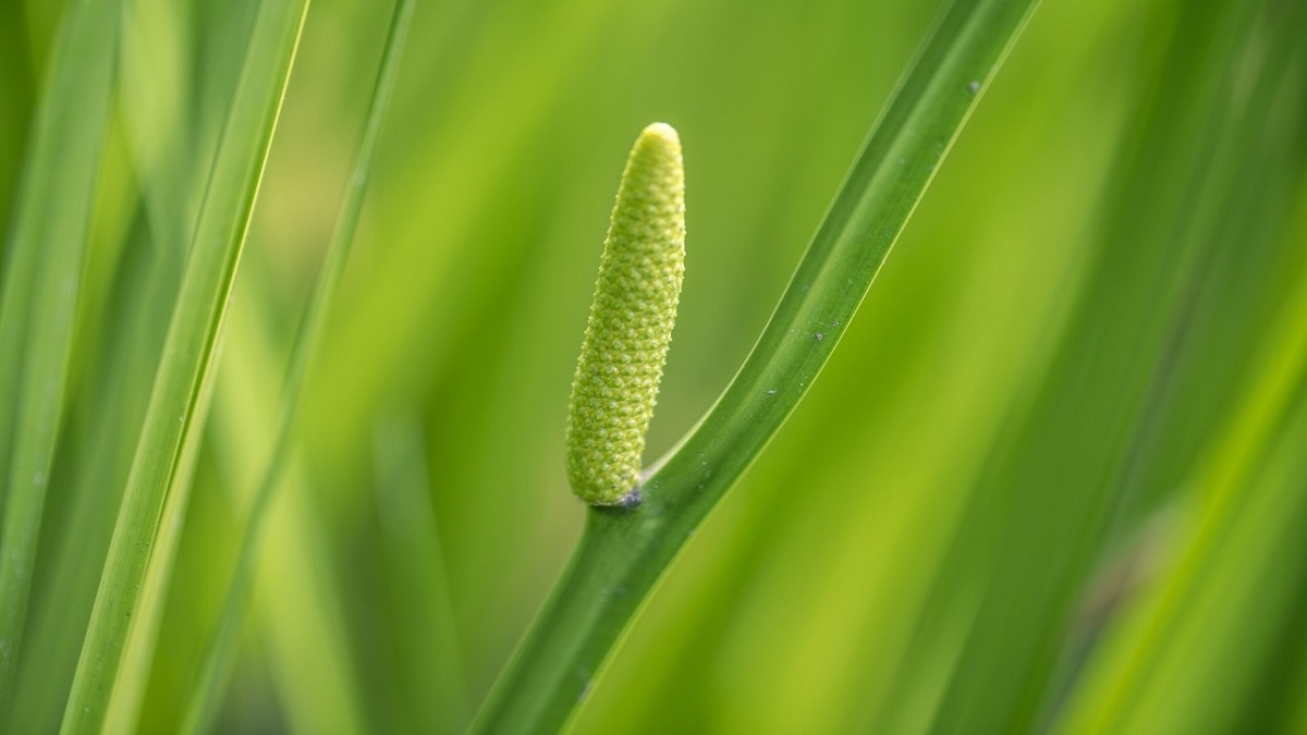 Sweet Flag Farming: दलदली जमीन पर करें इस पौधे की खेती, लागत से 5 गुना ...