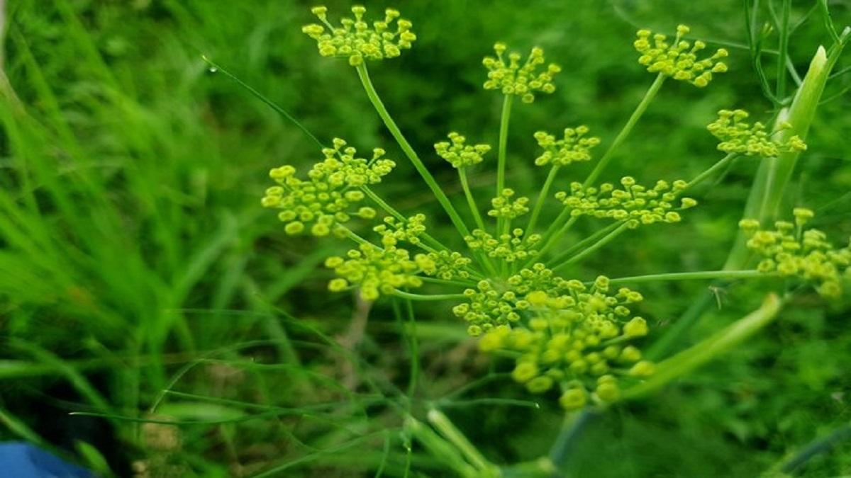 Asafoetida Farming: हींग की खेती बदल देगी किसानों की किस्मत, कुछ ही ...