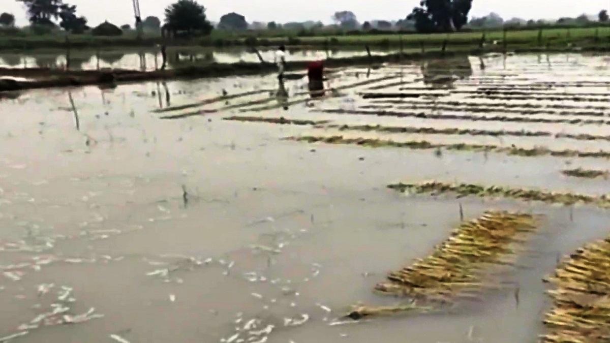Farmers News: भारी बारिश से खेतों में खड़ी फसलें तबाह, किसानों ने की ...