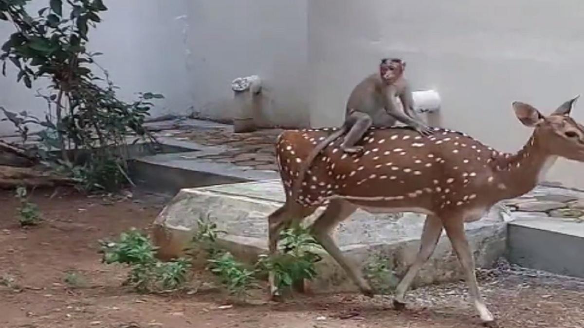 IIT Madras: कैंपस में हिरण की सवारी करता दिखा बंदर, सोशल मीडिया पर वायरल हुआ वीडियो - IIT Madras ...