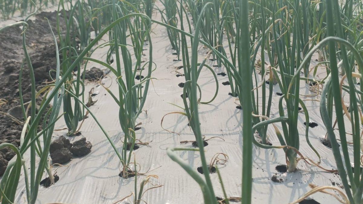 YouTube से सीखा प्याज की खेती का नया तरीका, कमा रहा है लाखों ...