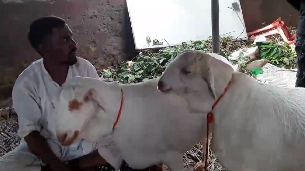 बकरीद की कुर्बानी के लिए तैयार किए जा रहे डेढ़ से ढाई लाख तक के बकरे, मेवे खिलाकर हो रही खिदमत ...