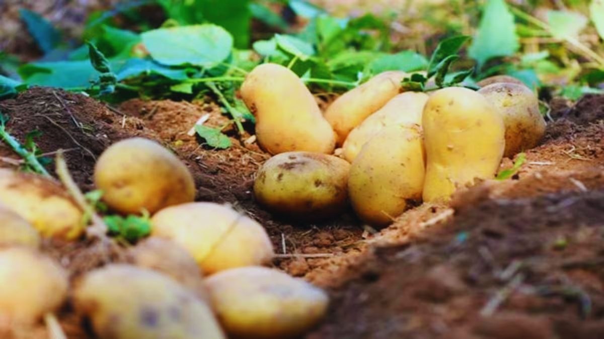 आलू की फसल में लग गया है रोग? फटाफट ये उपाय करें किसान - how to prevent potato crop from ...