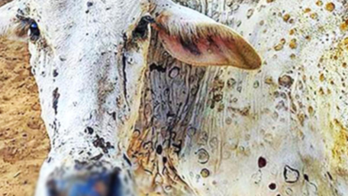 Lampi Virus: क्या लंपी संक्रमित गायों के दूध का सेवन इंसानों के लिए ...