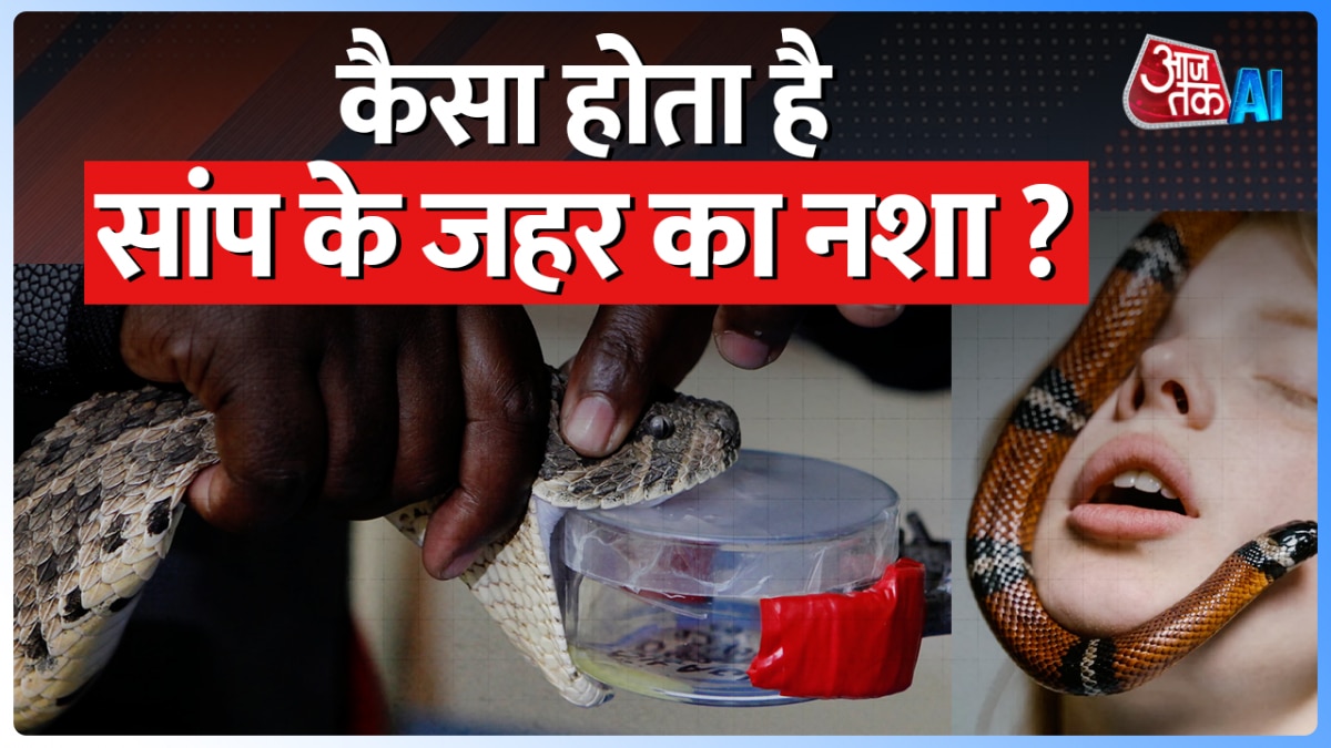 Snake Venom Addiction: सांप से कटवाकर नशे का कैसे बढ़ा चलन, क‍ितना ...