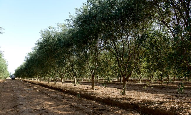 How ROCL is cultivating Olive in Rajasthan - IN THE NEWS BusinessToday