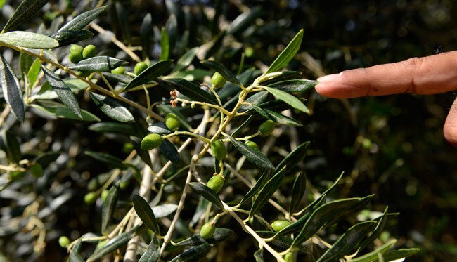 How ROCL is cultivating Olive in Rajasthan - IN THE NEWS BusinessToday