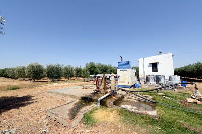 How ROCL is cultivating Olive in Rajasthan - IN THE NEWS BusinessToday