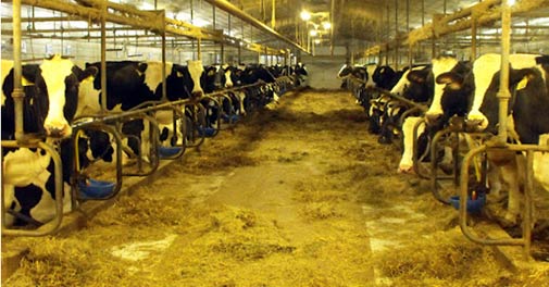 India to get $352 mn for dairy projects - BusinessToday
