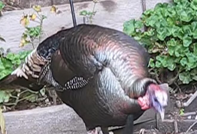 More than 10,000 turkeys to be culled after avian flu outbreak in UK ...