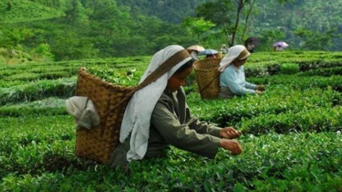 India's tea exports decline 14.4% in January July - BusinessToday