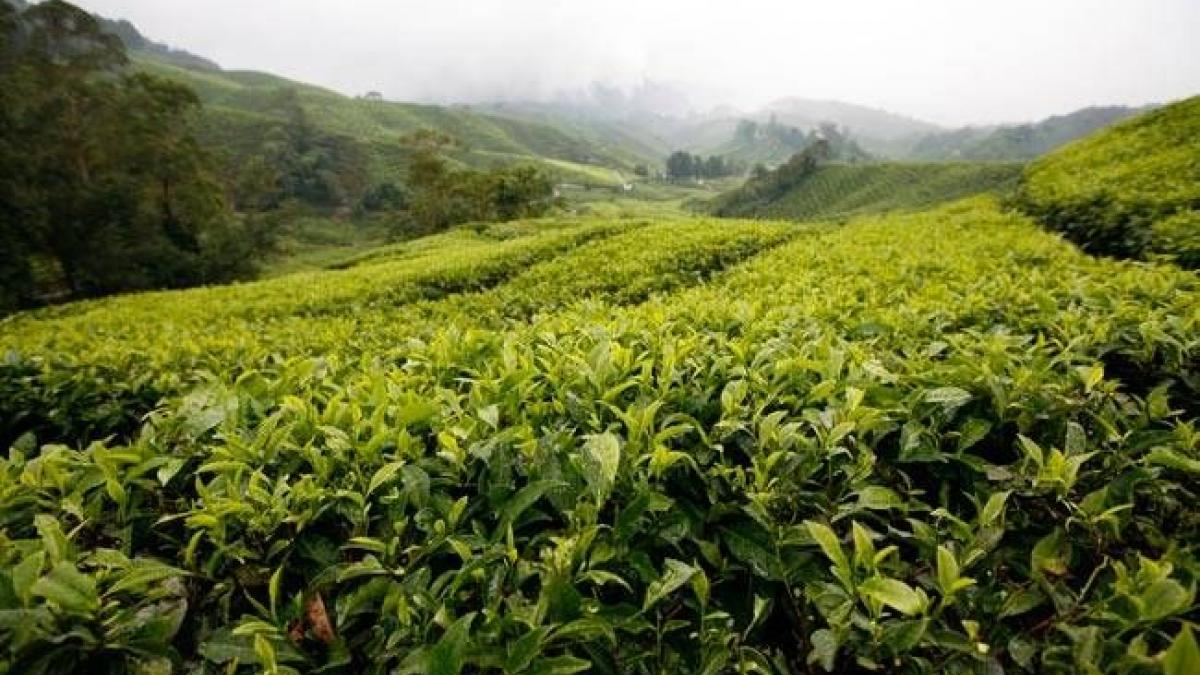 Tea industry worried over rising coal costs, says industry body ...
