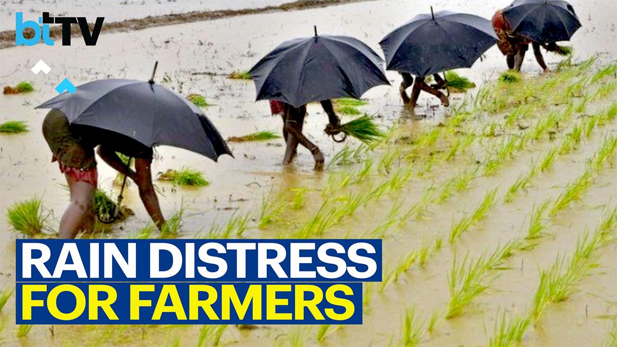 Rain In The Month Of May! Punjab's Farmers Are Struggling To Grapple With