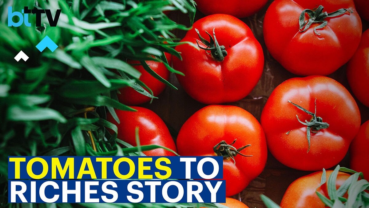 High Tomato Price-Not A Bane For All! Himachal’s Jairam Saini Earns In ...