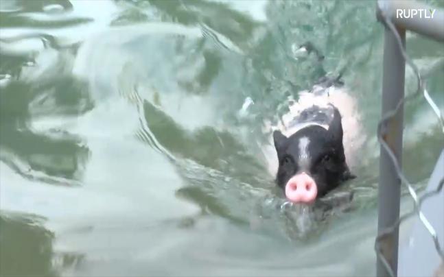 China's new Olympic sport: a piglet triathlon! - India Today