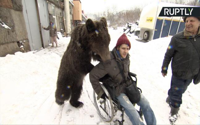 Unbearlievable! Bear Pushes Injured Trainer Around in Wheelchair ...
