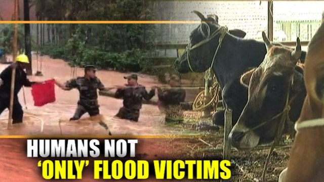 Volunteers stepped-in to rescue cows affected by Karnataka flood ...