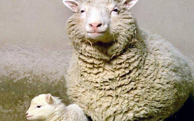 Dolly, the world's most famous sheep and first cloned mammal was born ...