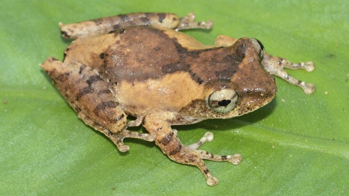 Ghostly monkey among 224 new Mekong region species - India Today