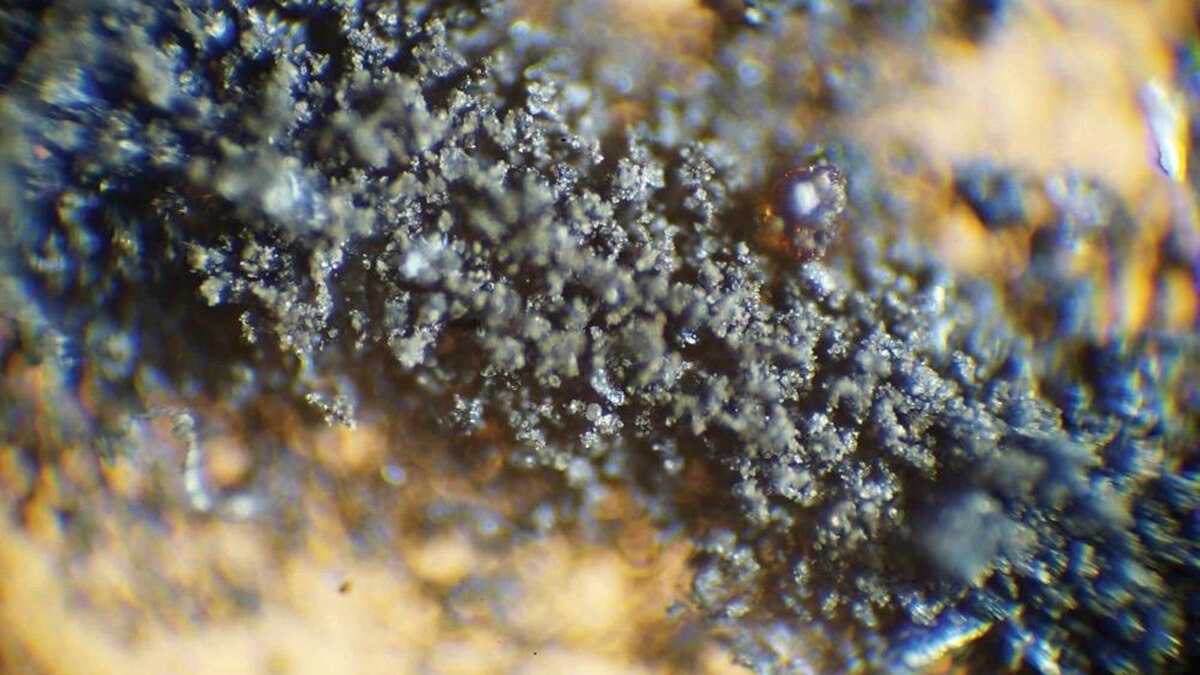 Give us back our moon dust and cockroaches: Nasa - India Today