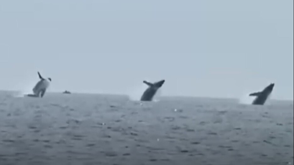‘Whale ballet': Video shows 3 humpbacks leap out of water, flip in unison - India Today