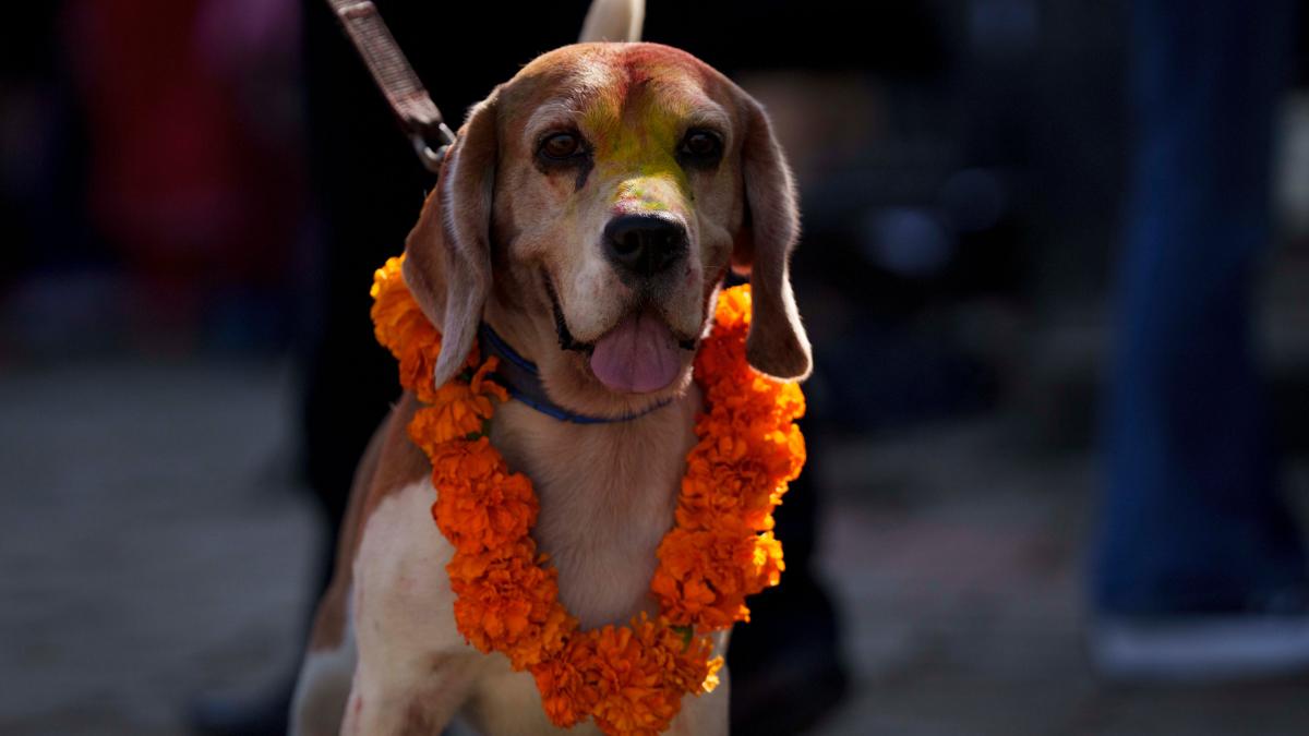 Kukur Tihar: Nepal celebrates dogs' day as part of Hindu festival | In ...