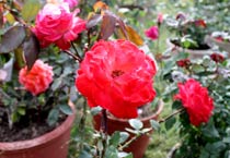 Rose exhibition opens in Bhopal - India Today