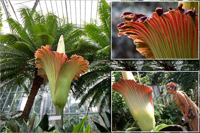 Hold your nose! The 8-foot, foul-smelling 'corpse flower' is in full ...