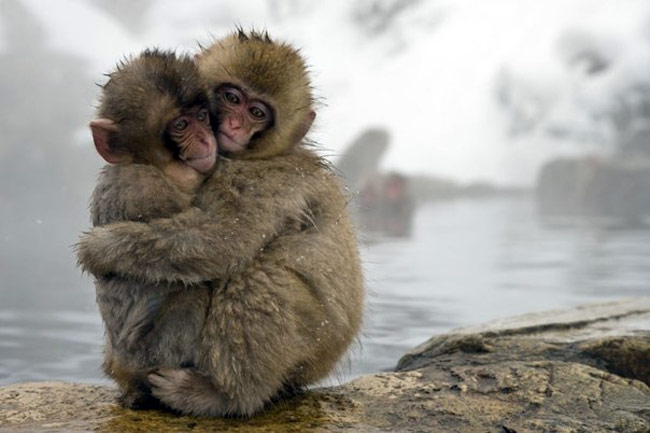 Happy Hug Day: These pictures of animals hugging will make you crave a ...