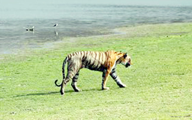 Royal Bengal tiger kills boar in Ranthambore - India Today