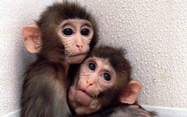 These 9 pictures of cloned animals will make you wonder the capability ...