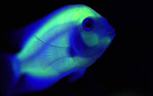 Check out these amazing genetically modified animals - India Today