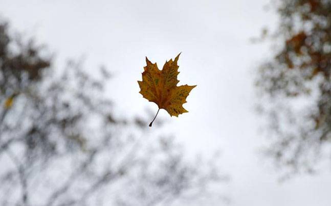 Autumn- A phase of nature reminding us of the beauty in transition ...