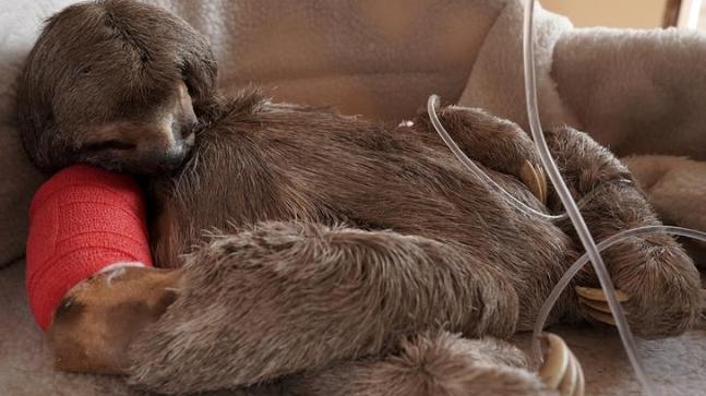 Photos of this injured sloth will melt your heart | IndiaToday