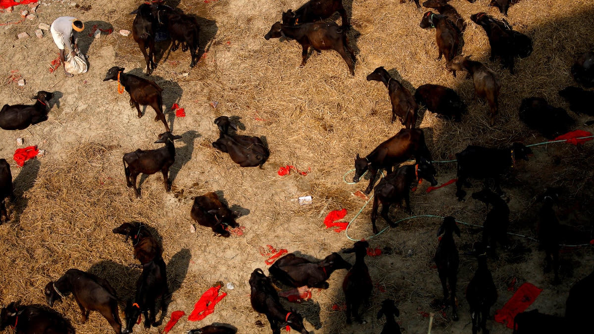 Nepal's Gadhimai festival in photos: A Hindu ceremony of mass animal ...