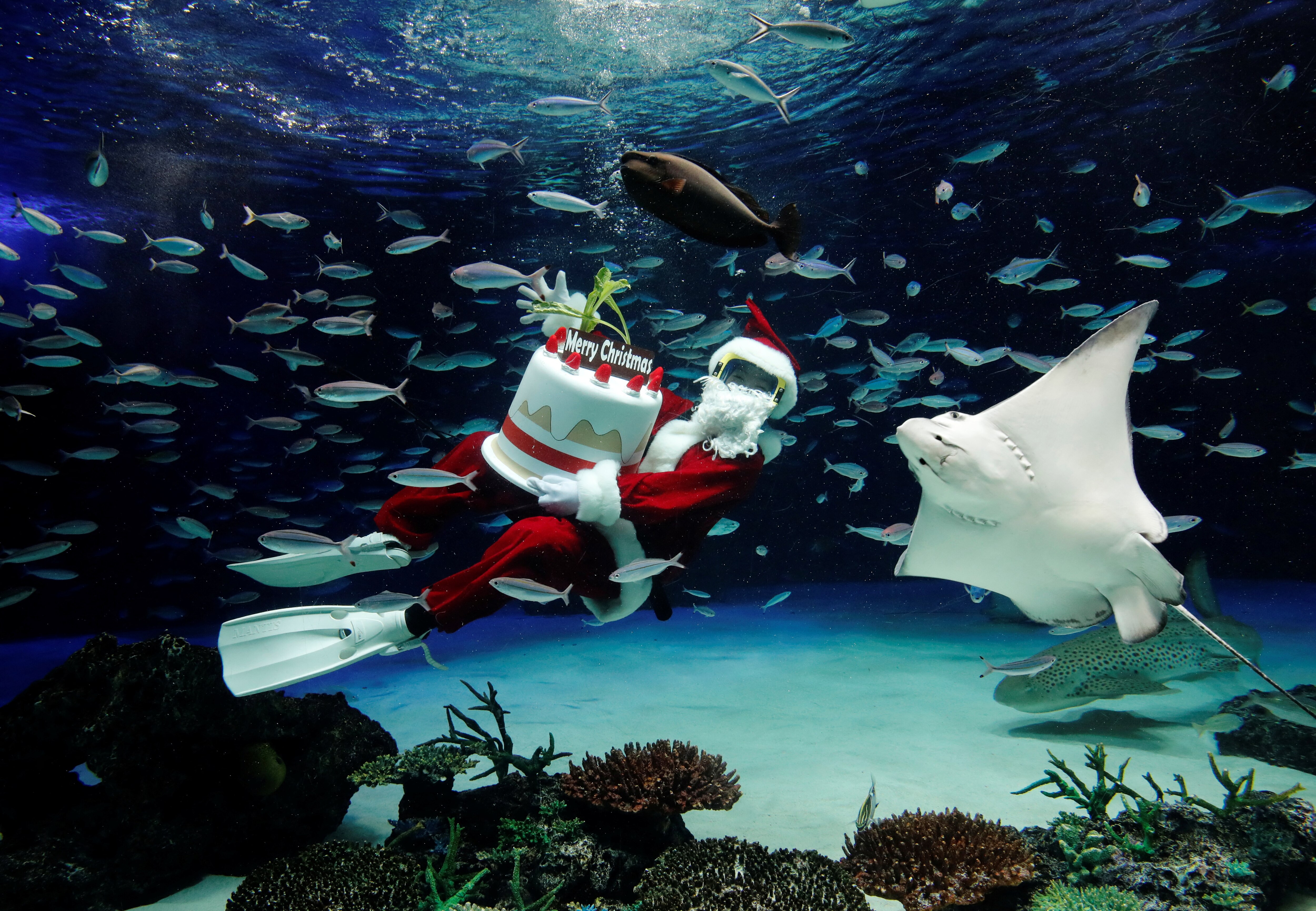 Santa rehearses for underwater performance ahead of Christmas | In Pics