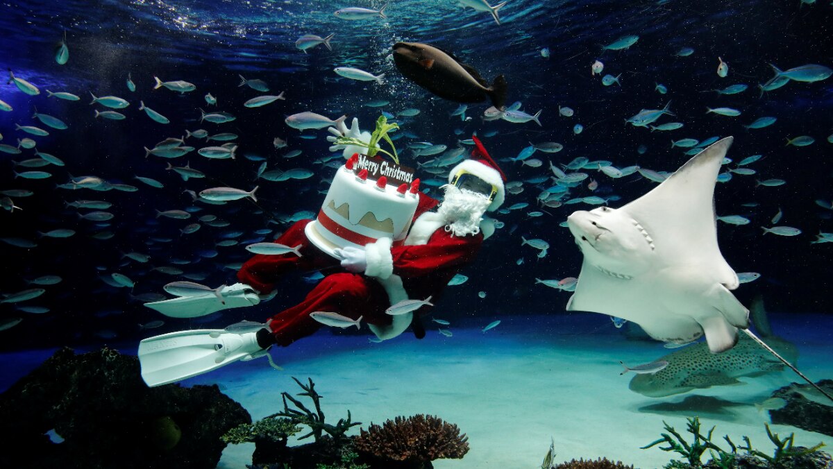 Santa rehearses for underwater performance ahead of Christmas | In Pics