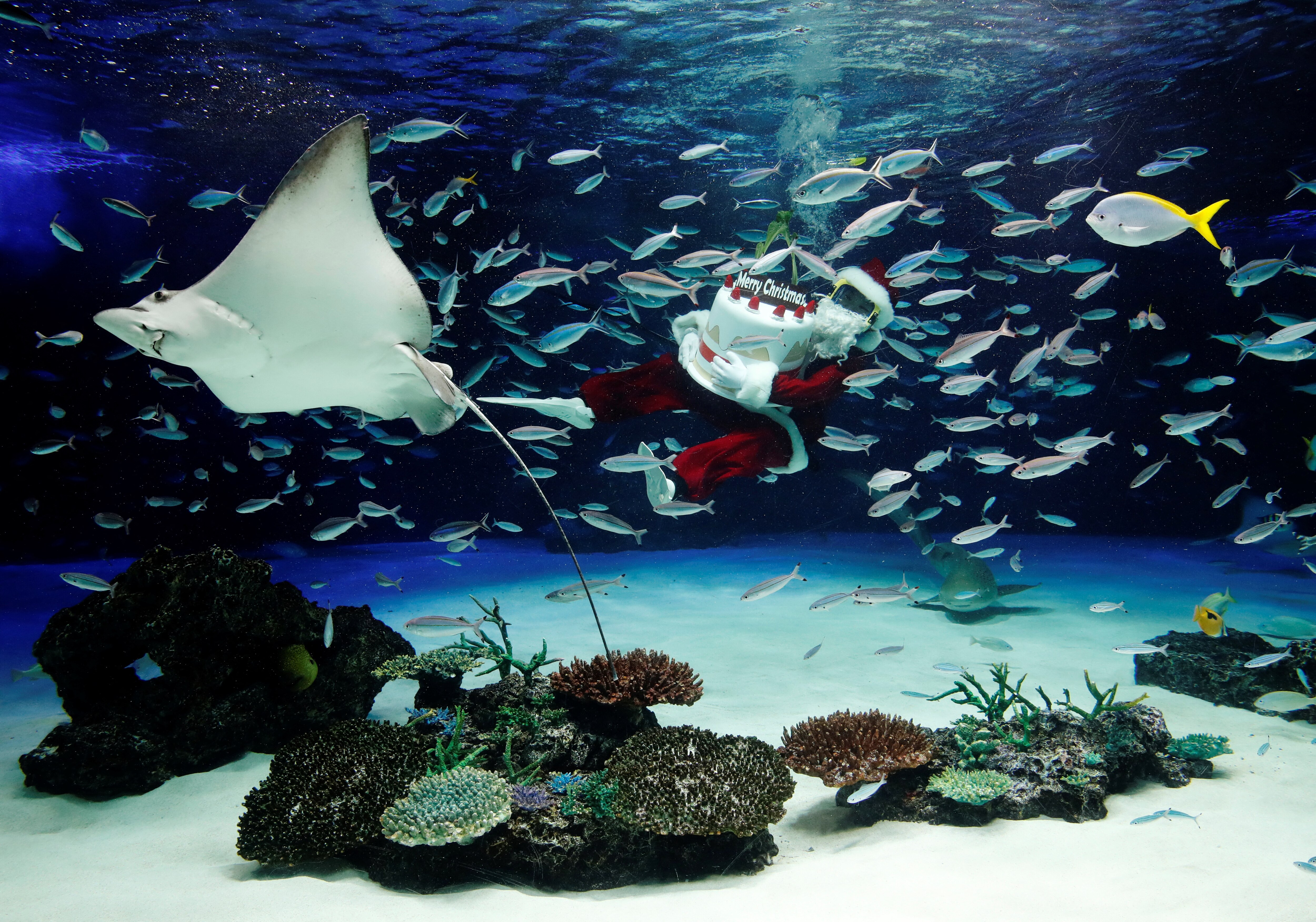 Santa rehearses for underwater performance ahead of Christmas | In Pics