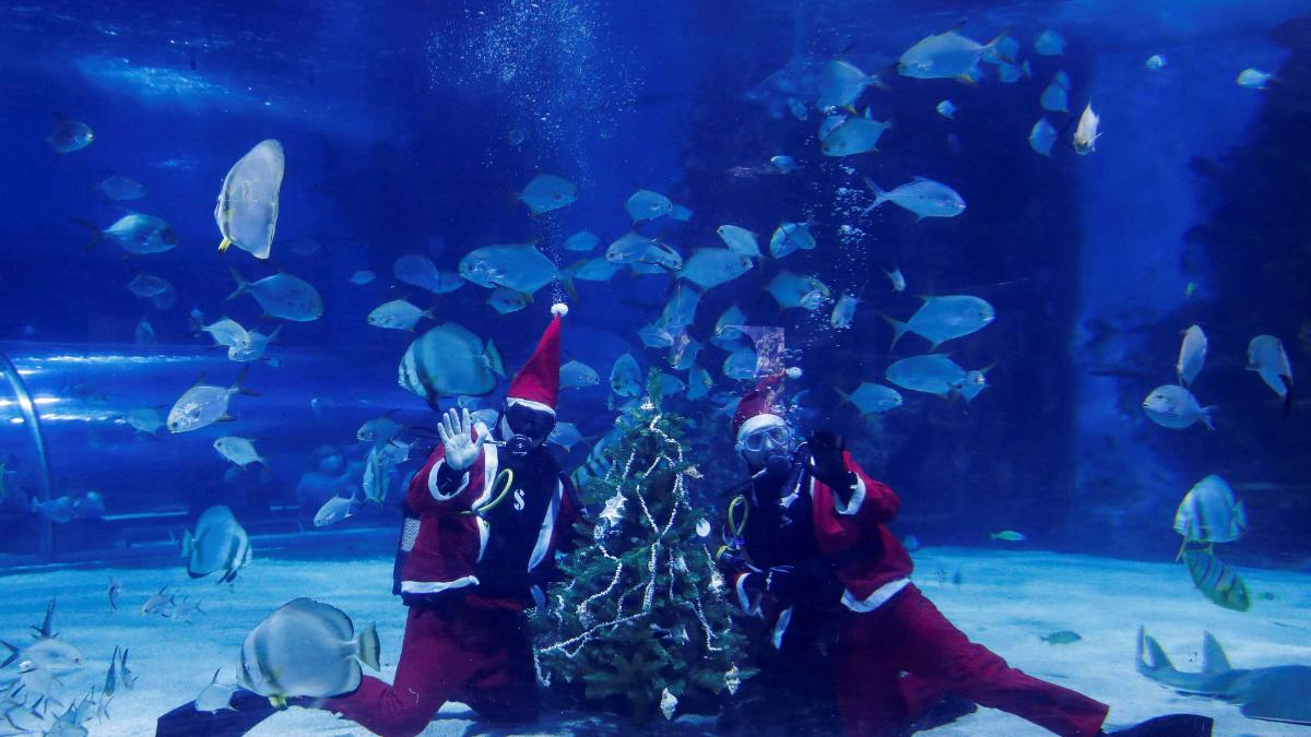 Santa for sharks: Divers dressed as Santa Claus feed fish in Budapest ...