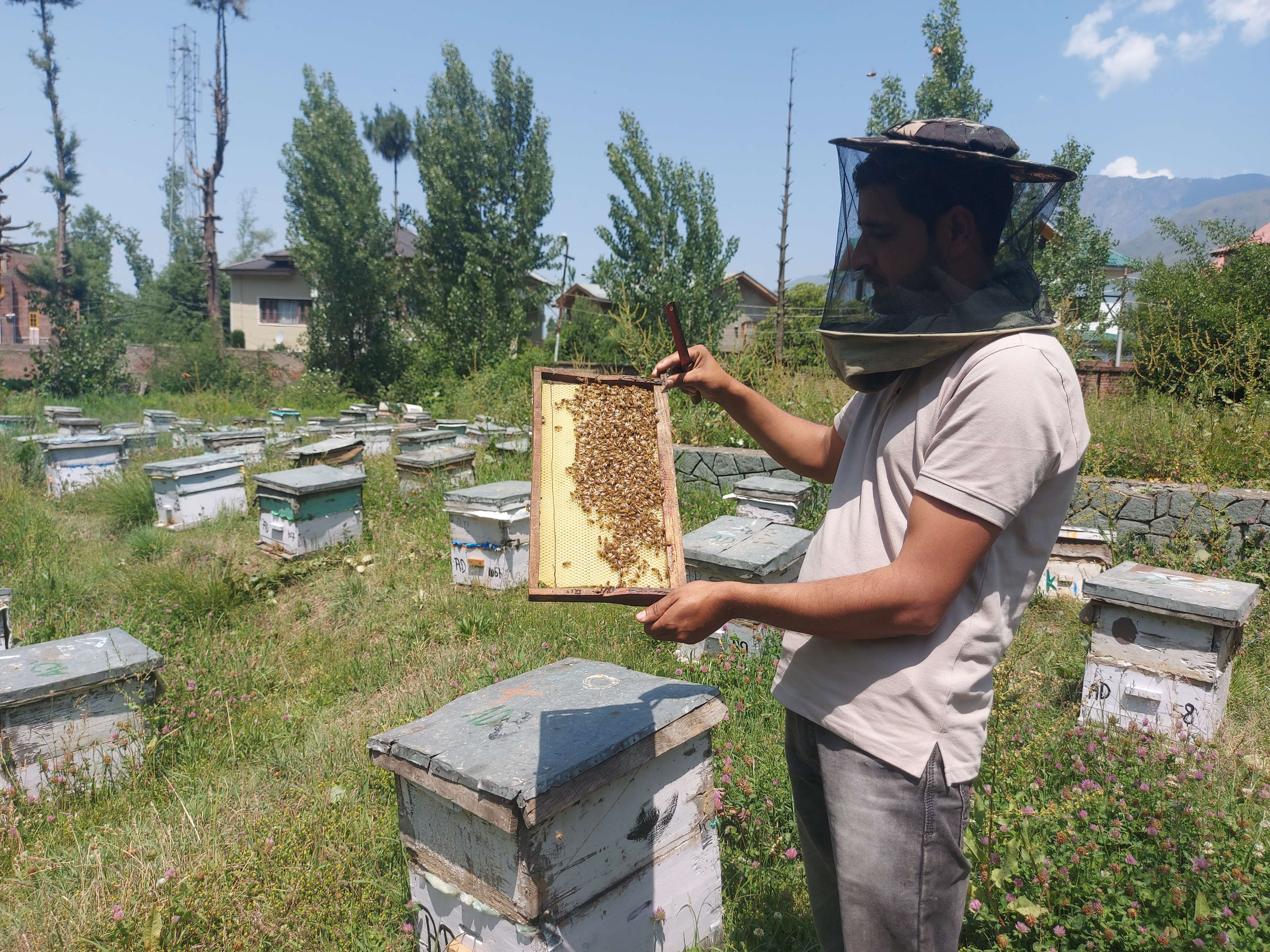 Apiculture sector booms in Jammu & Kashmir as locals take to bee ...