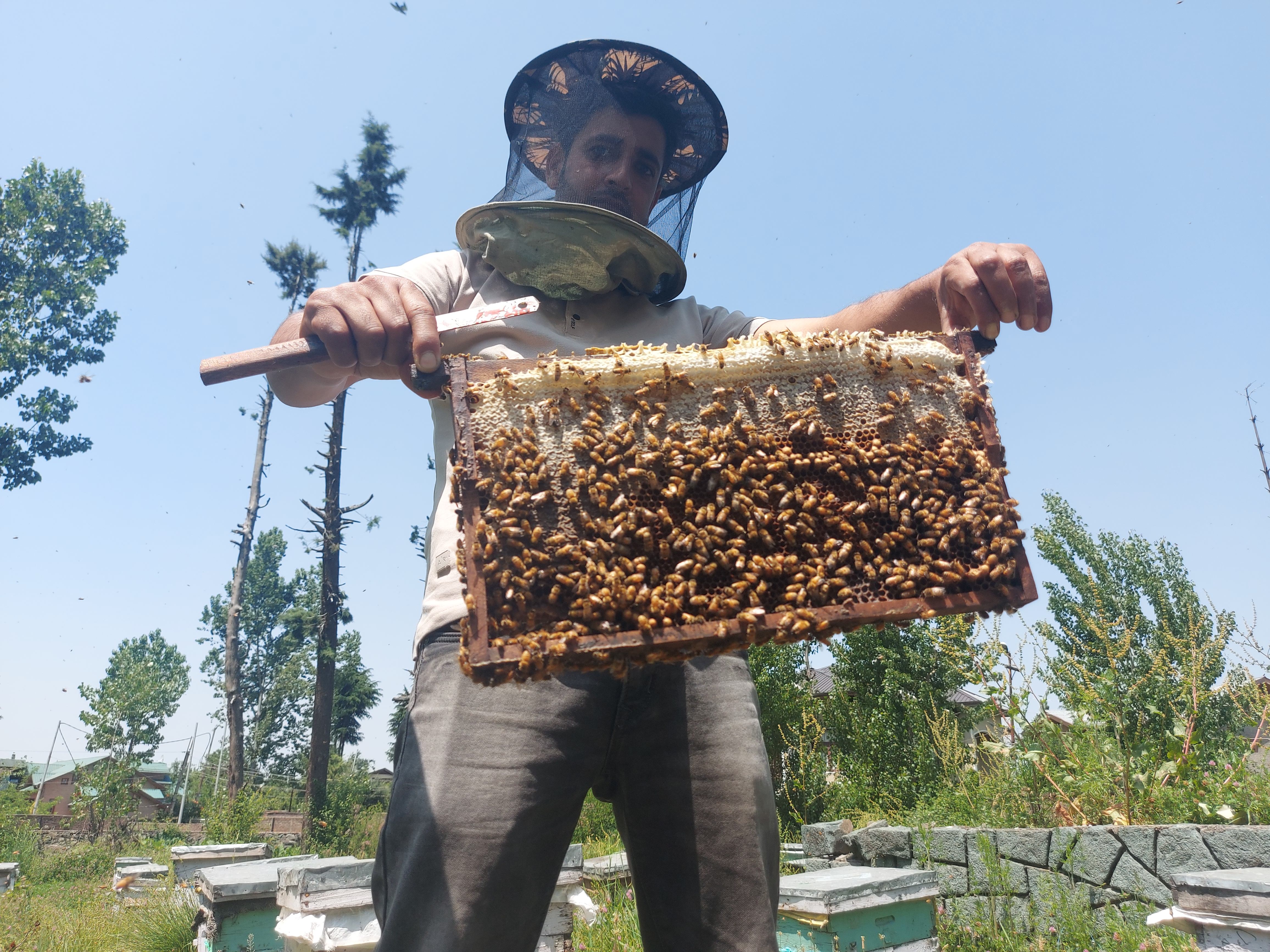 Apiculture sector booms in Jammu & Kashmir as locals take to bee ...