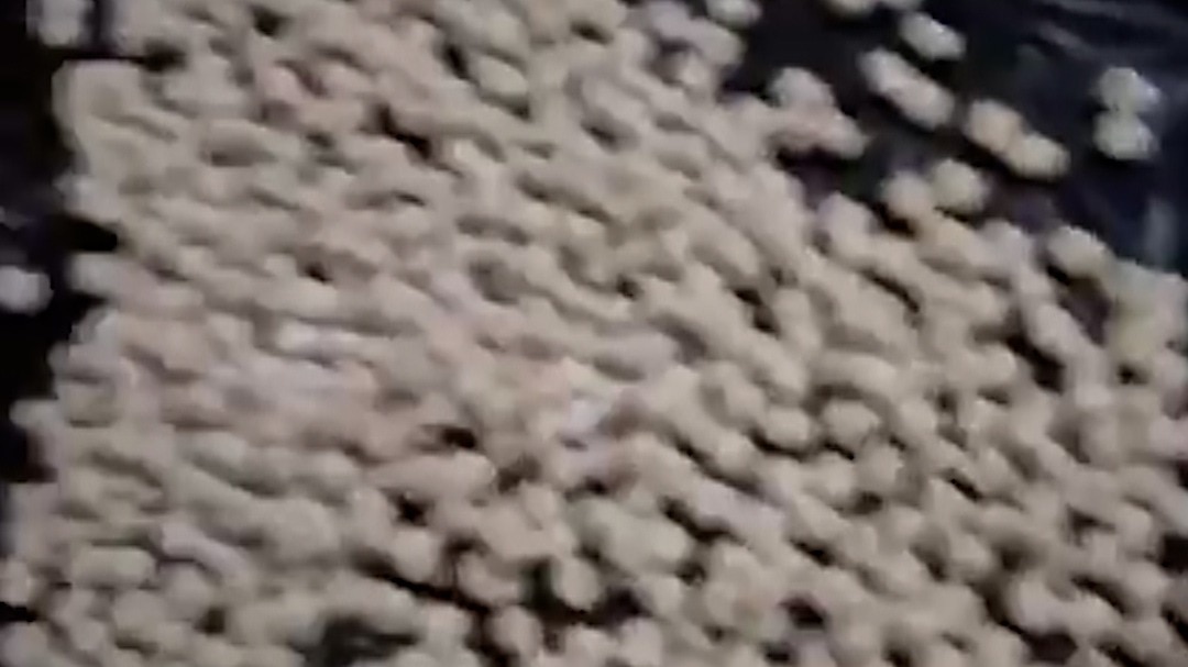 Severed animal head found in momo factory fridge in Mohali - India Today